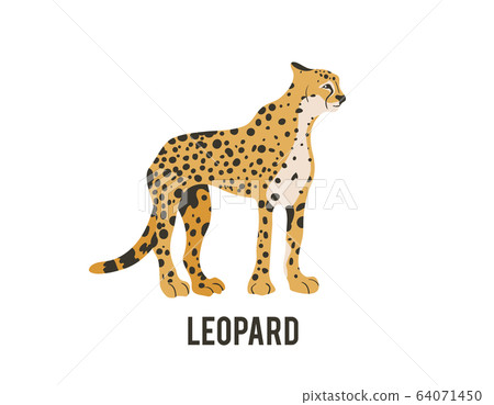 The leopard. Vector isolated animal. - Stock Illustration [64071450 ...