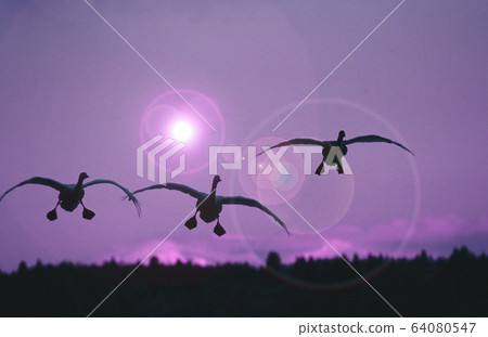 3 swans - Stock Illustration [64080547] - PIXTA