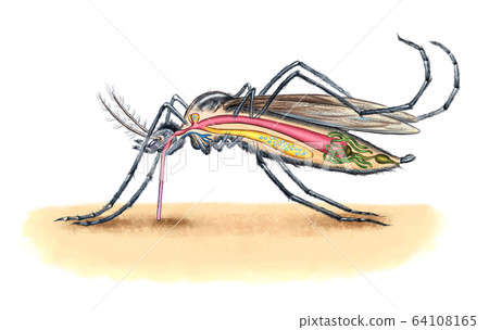Structure of mosquito - Stock Illustration [64108165] - PIXTA