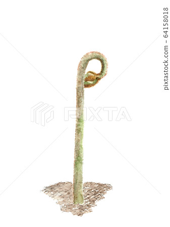 Watercolor warabi warabi bracken wild vegetable... - Stock Illustration ...