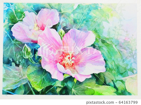 Fuyo flower watercolor illustration - Stock Illustration [64163799] - PIXTA