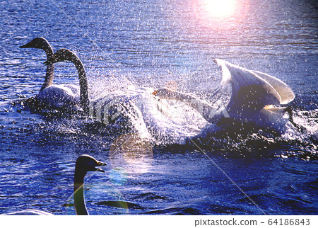 Swan bite - Stock Illustration [64186843] - PIXTA