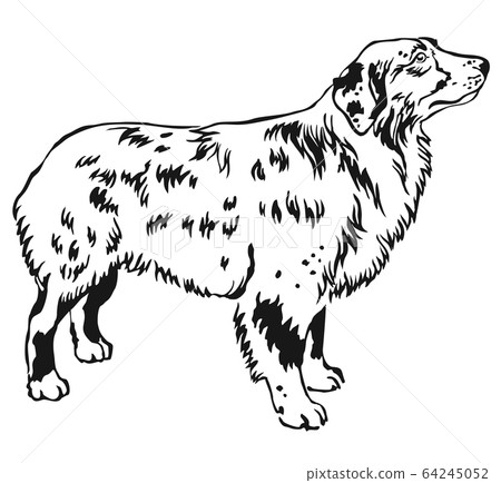 Decorative standing portrait of dog Australian - Stock Illustration ...