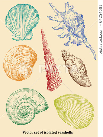 Vector set of isolated seashells - Stock Illustration [64254583] - PIXTA