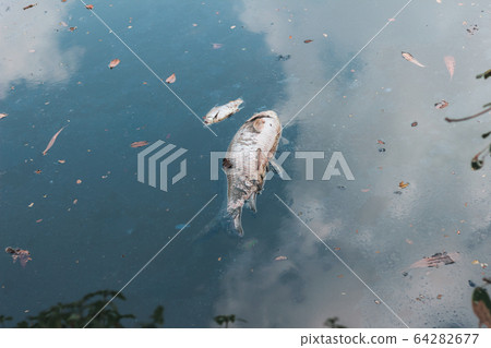 Dead White And Blue Fish