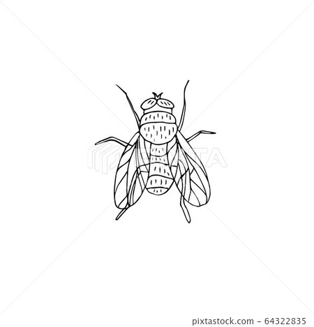 Vector hand drawn doodle sketch fly insect-插圖素材 [64322835] - PIXTA圖庫