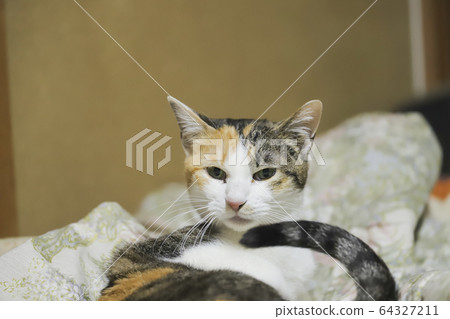 Cats resting place - Stock Photo [64327211] - PIXTA