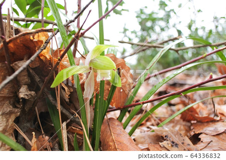 Flower of Shuran - Stock Photo [64336832] - PIXTA