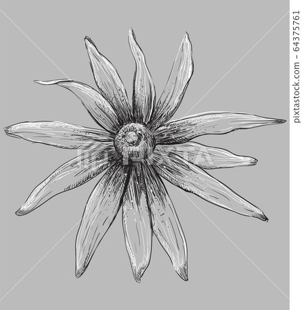 Vector grey flower 5 - Stock Illustration [64375761] - PIXTA