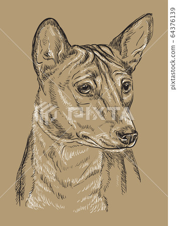 Monochrome Basenji vector hand drawing portrait - Stock Illustration ...