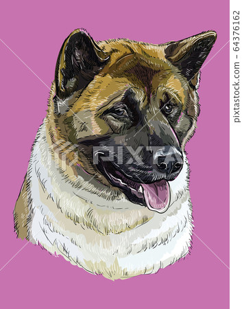 American akita colorful vector hand drawing - Stock Illustration ...