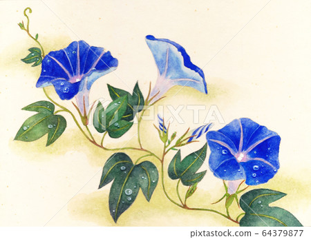 Watercolor morning glory / Japanese paper... - Stock Illustration ...