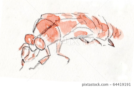 Cicada shell (hand-drawn illustration) - Stock Illustration [64419191 ...
