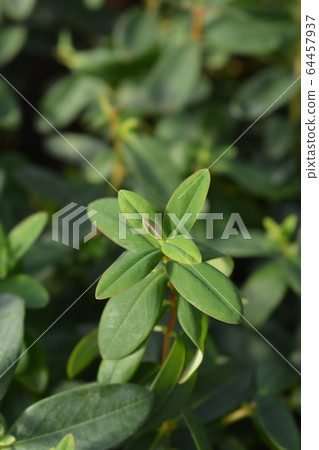 Aarons Beard Plant