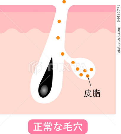 Normal pore skin cross section - Stock Illustration [64485775] - PIXTA