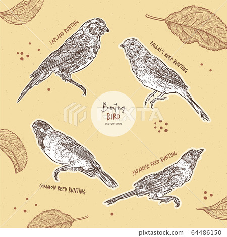 Set of bunting bird, hand draw sketch vector. - Stock Illustration ...