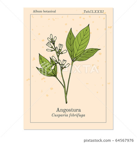 Angostura trifoliata, medicinal plant - Stock Illustration [64567976 ...