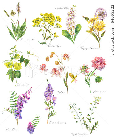 Set of watercolor summer meadow flowers, - Stock Illustration [64665222 ...