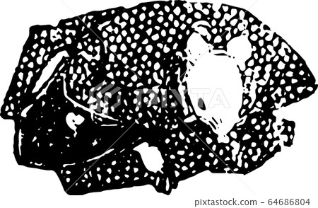 A rat prostrating - Stock Illustration [64686804] - PIXTA