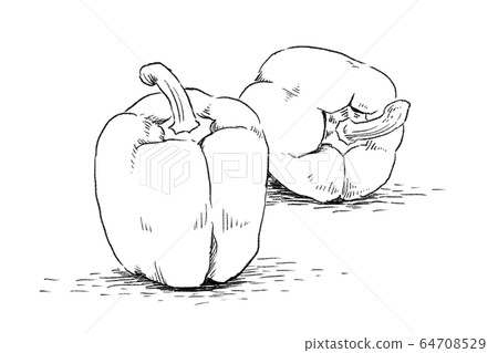 Hand drawn illustration of paprika line drawing - Stock Illustration ...