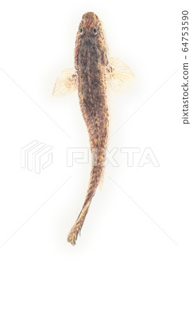 Mahase - Stock Illustration [64753590] - PIXTA