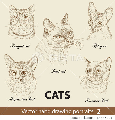 Set of hand drawing cats 2 - Stock Illustration [64873904] - PIXTA