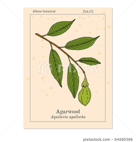Agarwood or aloeswood Aquilaria agallocha ,... - Stock Illustration ...