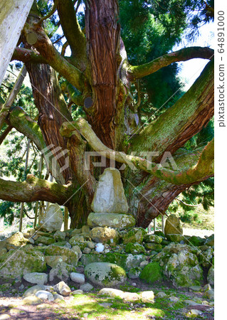 Buddha offering Sugi giant tree Hakusan City - Stock Photo [64891000 ...