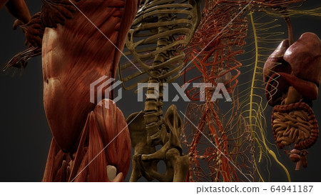 Animated 3D human anatomy illustration - Stock Illustration [64941187 ...