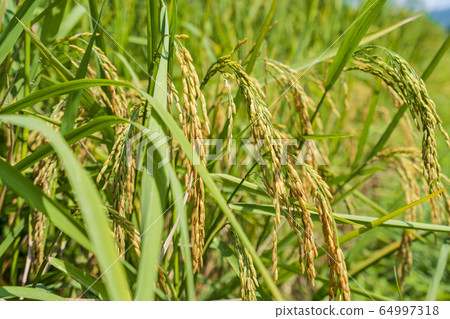 Close up of Rice spike in rice field - Stock Photo [64997318] - PIXTA