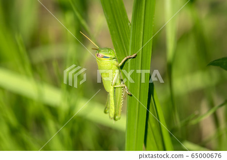 Patanga japonica - Stock Photo [65000676] - PIXTA