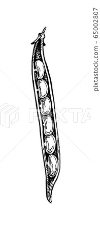 Ink sketch of common bean - Stock Illustration [65002807] - PIXTA