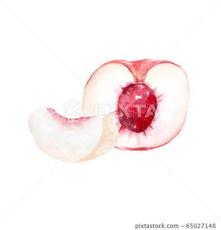 Cross section of peach and cut peach watercolor... - Stock Illustration ...