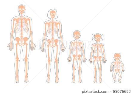 Human skeleton of different ages - Stock Illustration [65076693] - PIXTA