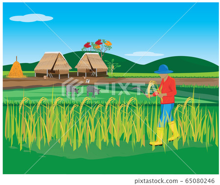farmer harvest rice vector design - Stock Illustration [65080246] - PIXTA