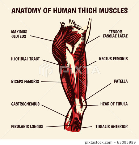 Anatomy of human thigh muscles in vintage... - Stock Illustration ...