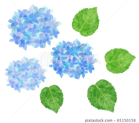 Hydrangea parts set blue - Stock Illustration [65150158] - PIXTA