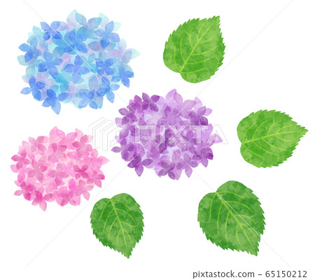 Hydrangea parts set colorful - Stock Illustration [65150212] - PIXTA