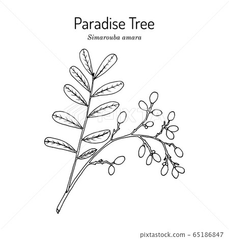Paradise tree simarouba amara , medicinal plant - Stock Illustration ...