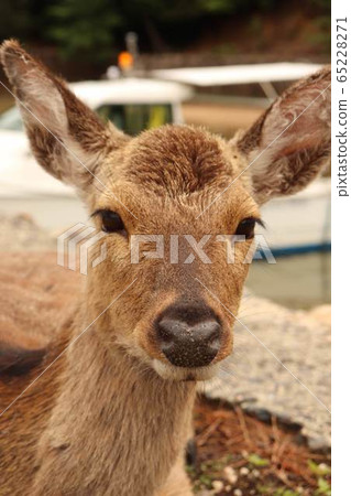 Baby Deer Face