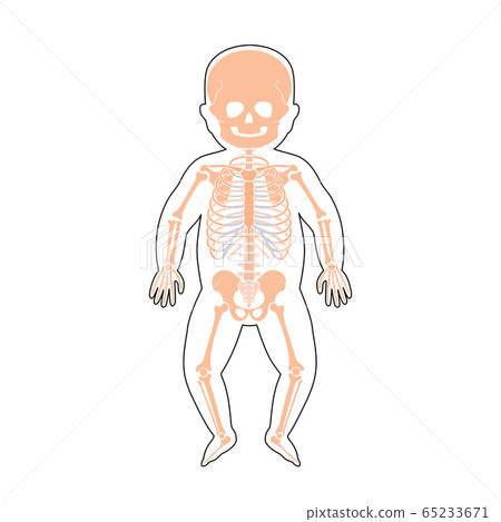 Internal structure of baby body - Stock Illustration [65233671] - PIXTA