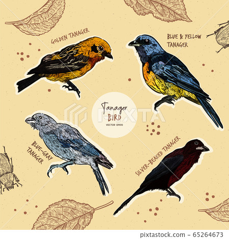Tanager birds collection, hand draw sketch vector. - Stock Illustration ...