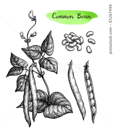 Ink sketch of common bean-插圖素材 [65267499] - PIXTA圖庫