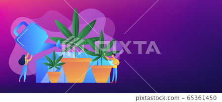 Cannabis cultivation concept banner header. - Stock Illustration ...