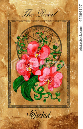 Devil. Major Arcana tarot card with Orchid and... - Stock Illustration [65364197] - PIXTA