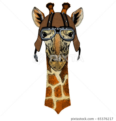 Giraffe head. Portrait of wild animal.... - Stock Illustration ...