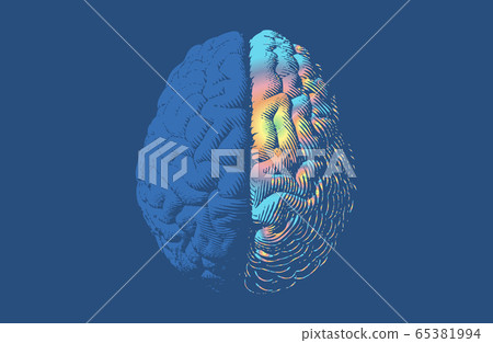 Left and right function of human brain - Stock Illustration [65381994 ...