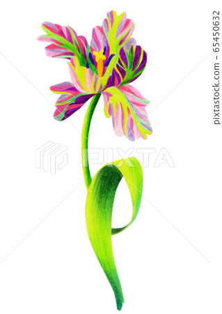 Single tulip flower drawing - Stock Illustration [65450632] - PIXTA