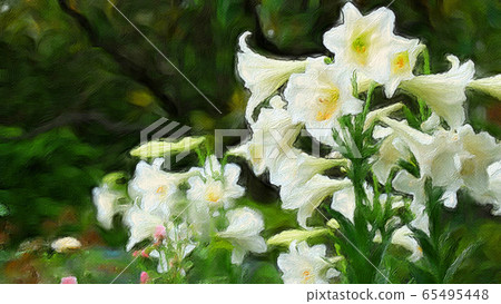 Shirayuri - Stock Illustration [65495448] - PIXTA