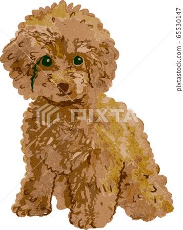 Toy poodle vector - Stock Illustration [65530147] - PIXTA